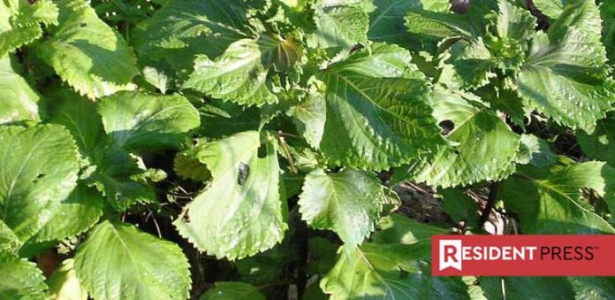 Cattle Deaths Reflect Need to Control Toxic Pasture Weeds | Resident ...